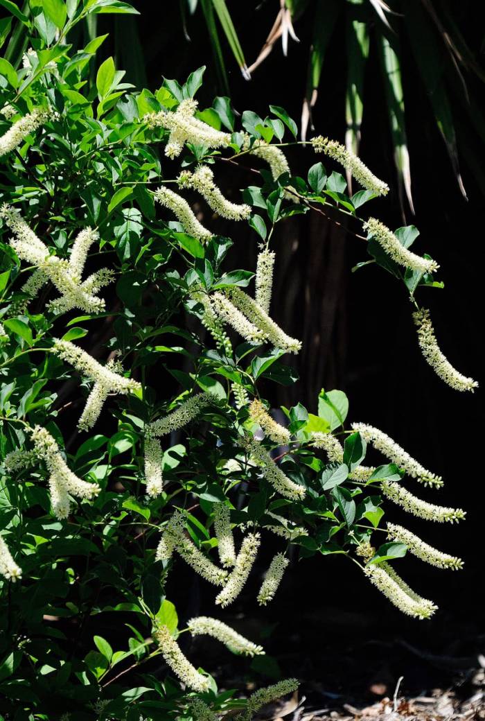 Itea virginica 'Fizzy Mizzy' - Fizzy Mizzy Virginia Sweetspire ...