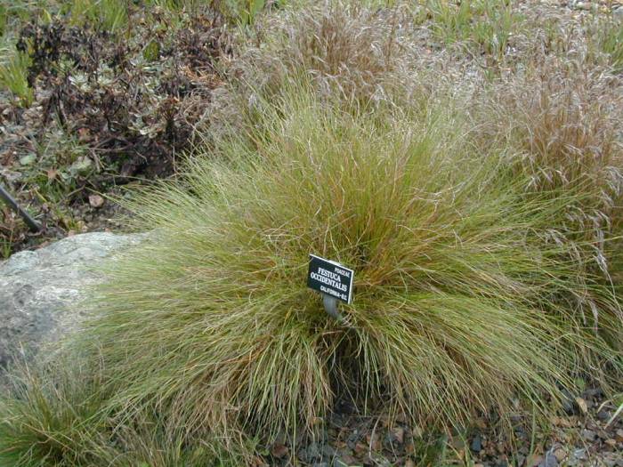 Festuca occidentalis - Western Fescue | PlantMaster
