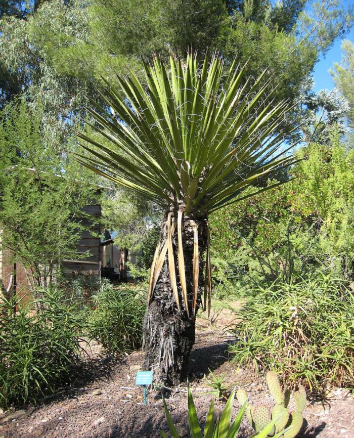 Yucca spp. - Yucca species | PlantMaster