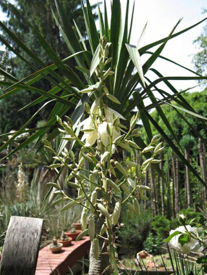 Yucca spp. - Yucca species | PlantMaster