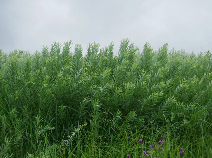 Salix humilis - Prairie Willow | PlantMaster