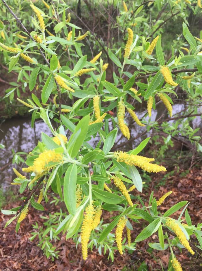 Salix humilis - Prairie Willow | PlantMaster
