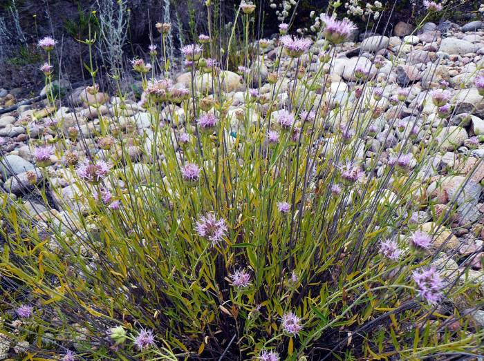 Monardella viminea - Willowy Monardella | PlantMaster