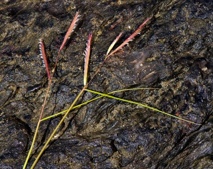 Spartina partens - Saltmeadow Cordgrass | PlantMaster