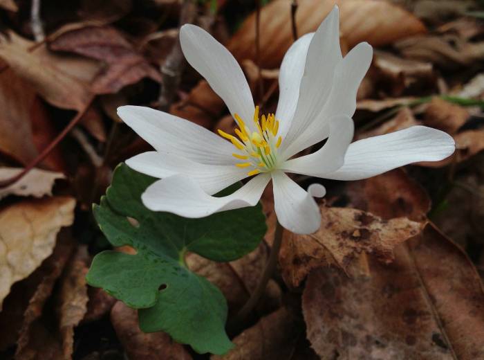 Sanguinaria canadensis - Bloodroot | PlantMaster