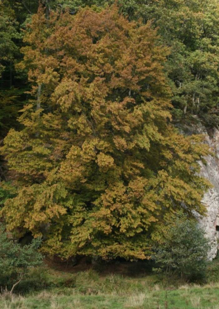Carpinus betulus - European Hornbeam | PlantMaster