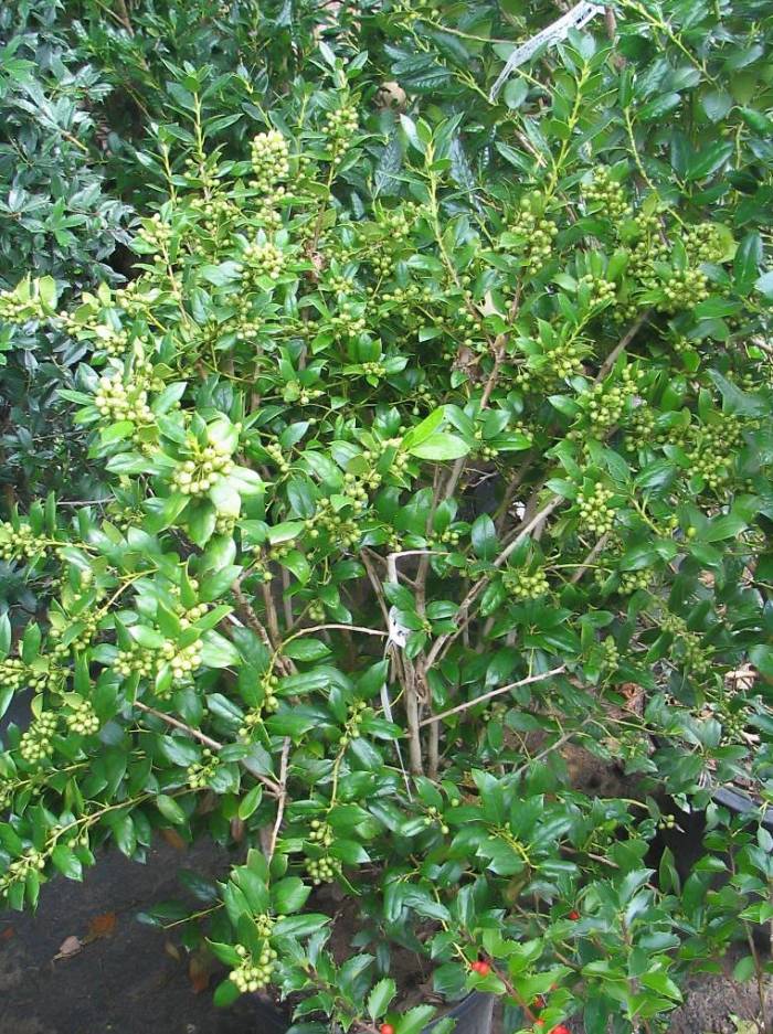Ilex cornuta 'Needlepoint' - Needlepoint Holly | PlantMaster