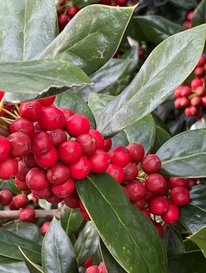 Ilex cornuta 'Needlepoint' - Needlepoint Holly | PlantMaster