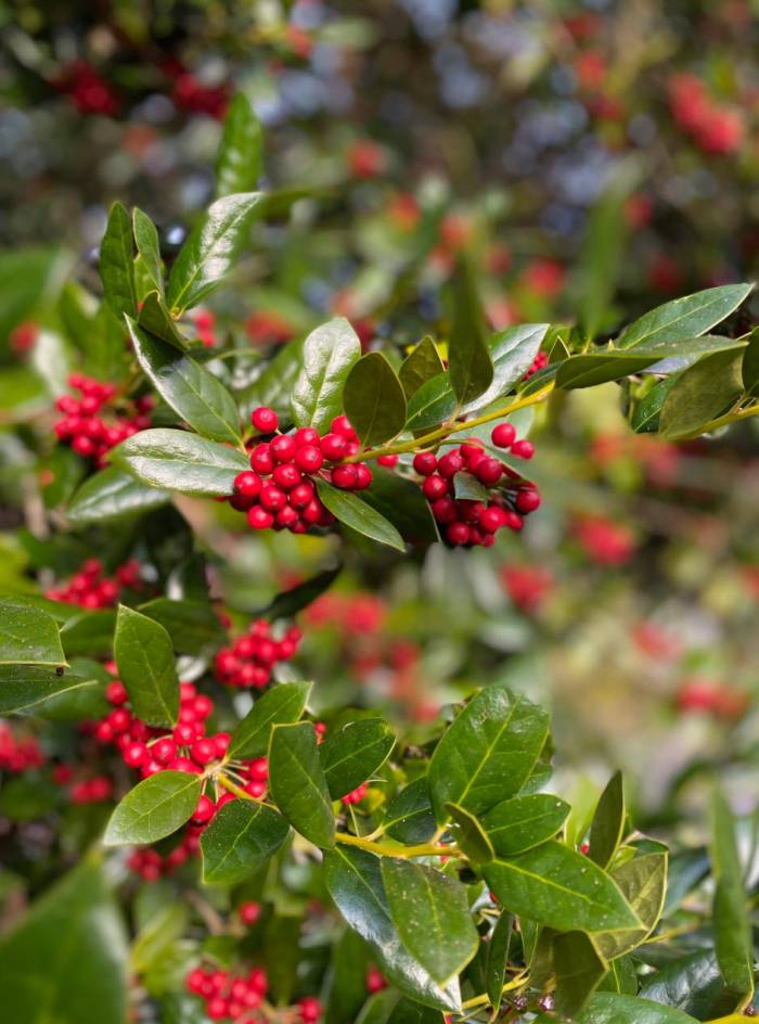 Ilex cornuta 'Needlepoint' - Needlepoint Holly | PlantMaster