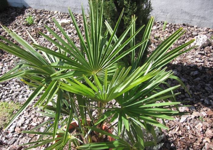 Rhapis excelsa - Lady Palm | PlantMaster