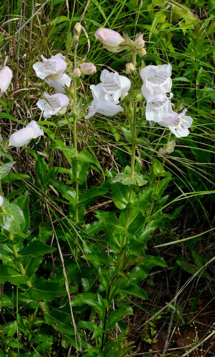 Penstemon cobaea - Showy Beardtongue | PlantMaster