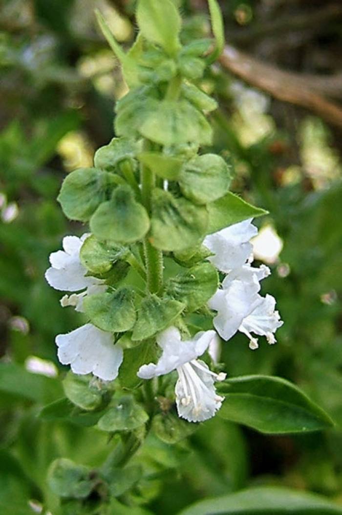 Ocimum basilicum - Basil | PlantMaster