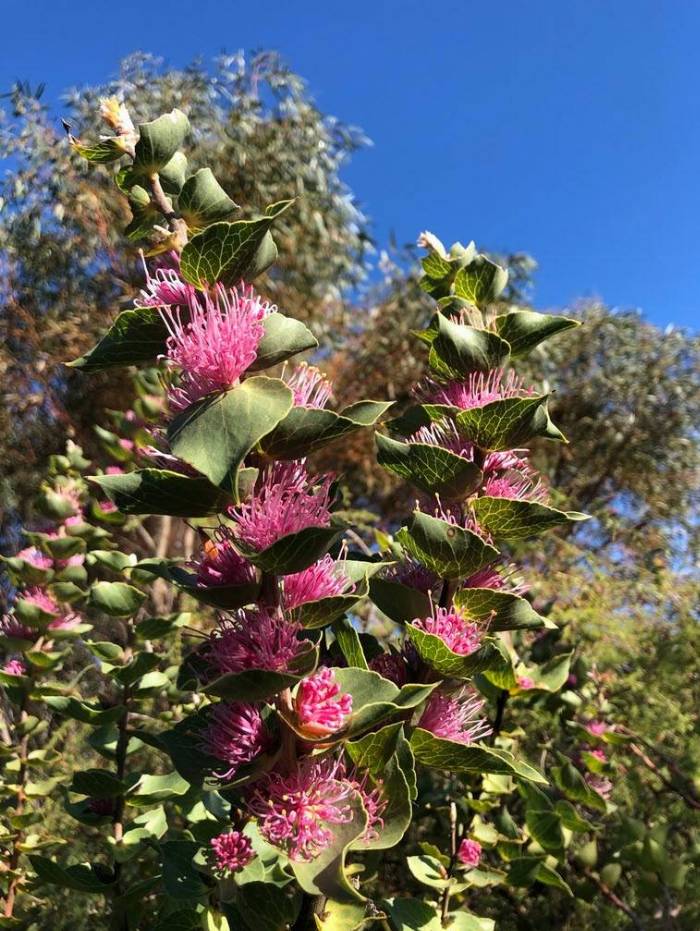 Hakea cucullata - Shall Hakea | PlantMaster