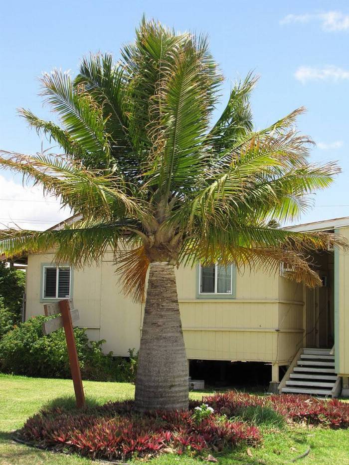 Ravenea rivularis - Majesty Palm | PlantMaster