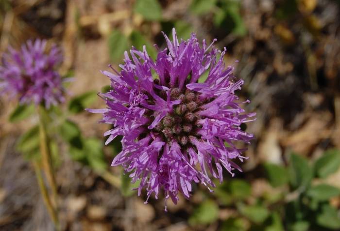 Monardella villosa - Coyote Mint | PlantMaster