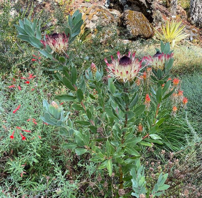 Protea susannae - Stink-leaf Sugarbush | PlantMaster