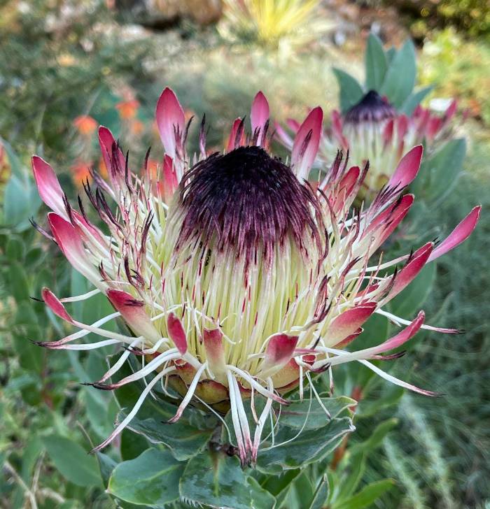 Protea susannae - Stink-leaf Sugarbush | PlantMaster