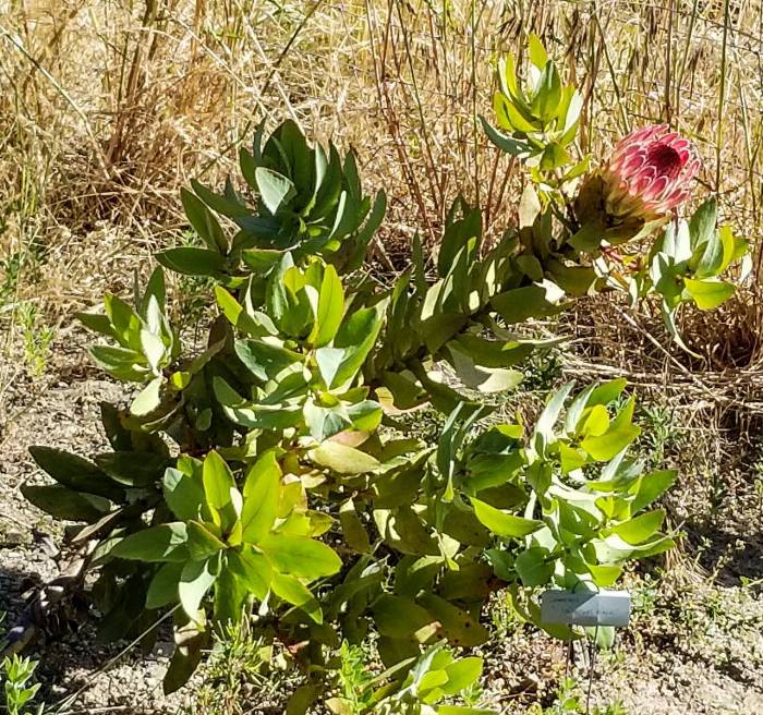 Protea susannae - Stink-leaf Sugarbush | PlantMaster