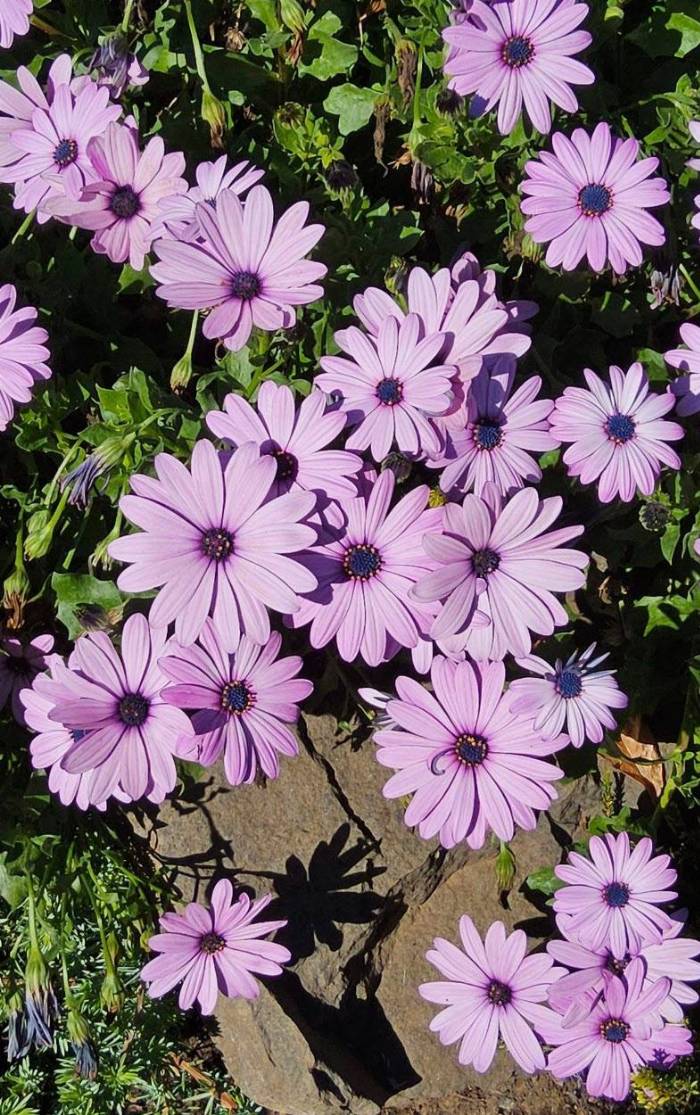 Dimorphotheca ecklonis - Purple African Daisy | PlantMaster