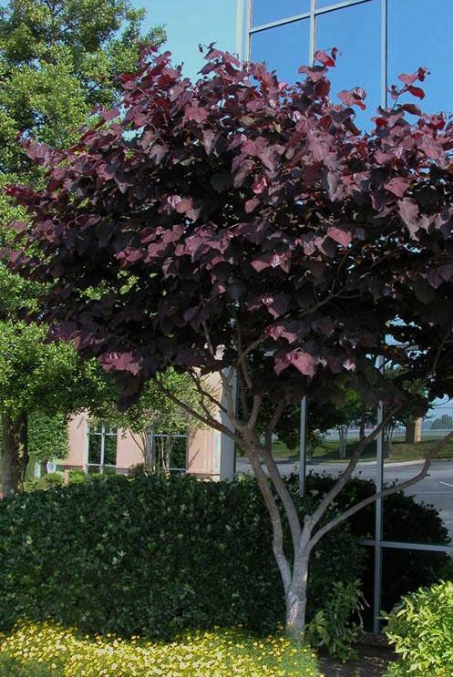 Redbud Trees With Purple Leaves Cercis Forest Pansy Redbud Sugar