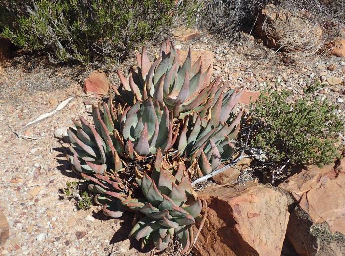 Aloe comptonii - Red Mitre Aloe | PlantMaster