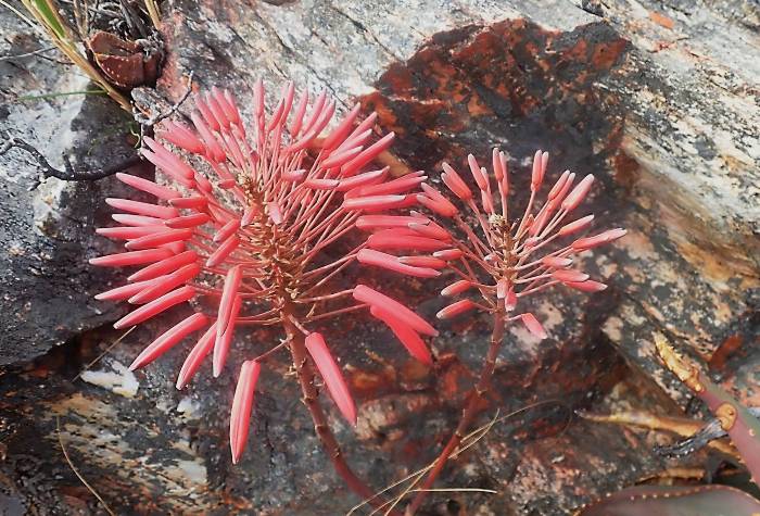 Aloe comptonii - Red Mitre Aloe | PlantMaster