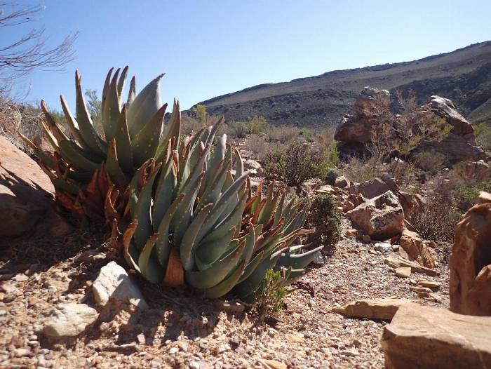 Aloe comptonii - Red Mitre Aloe | PlantMaster