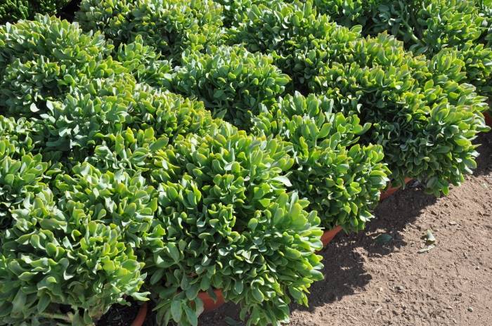 Crassula 'Ripple Jade' - Ripple Jade | PlantMaster