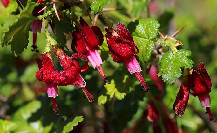 Ribes robbii - Gummy Gooseberry | PlantMaster