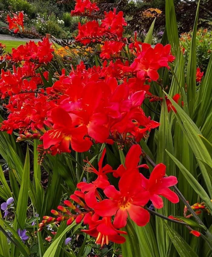 Crocosmia ‘Emberglow’ - Emberblow Montbretia | PlantMaster