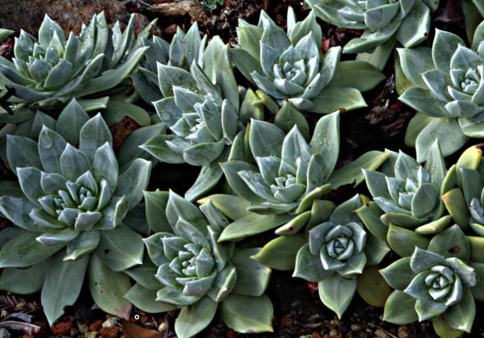 Dudleya farinosa - Live Forever | PlantMaster