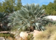 Mexican Blue Palm
