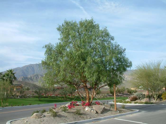 Schinus molle - California Pepper Tree | PlantMaster