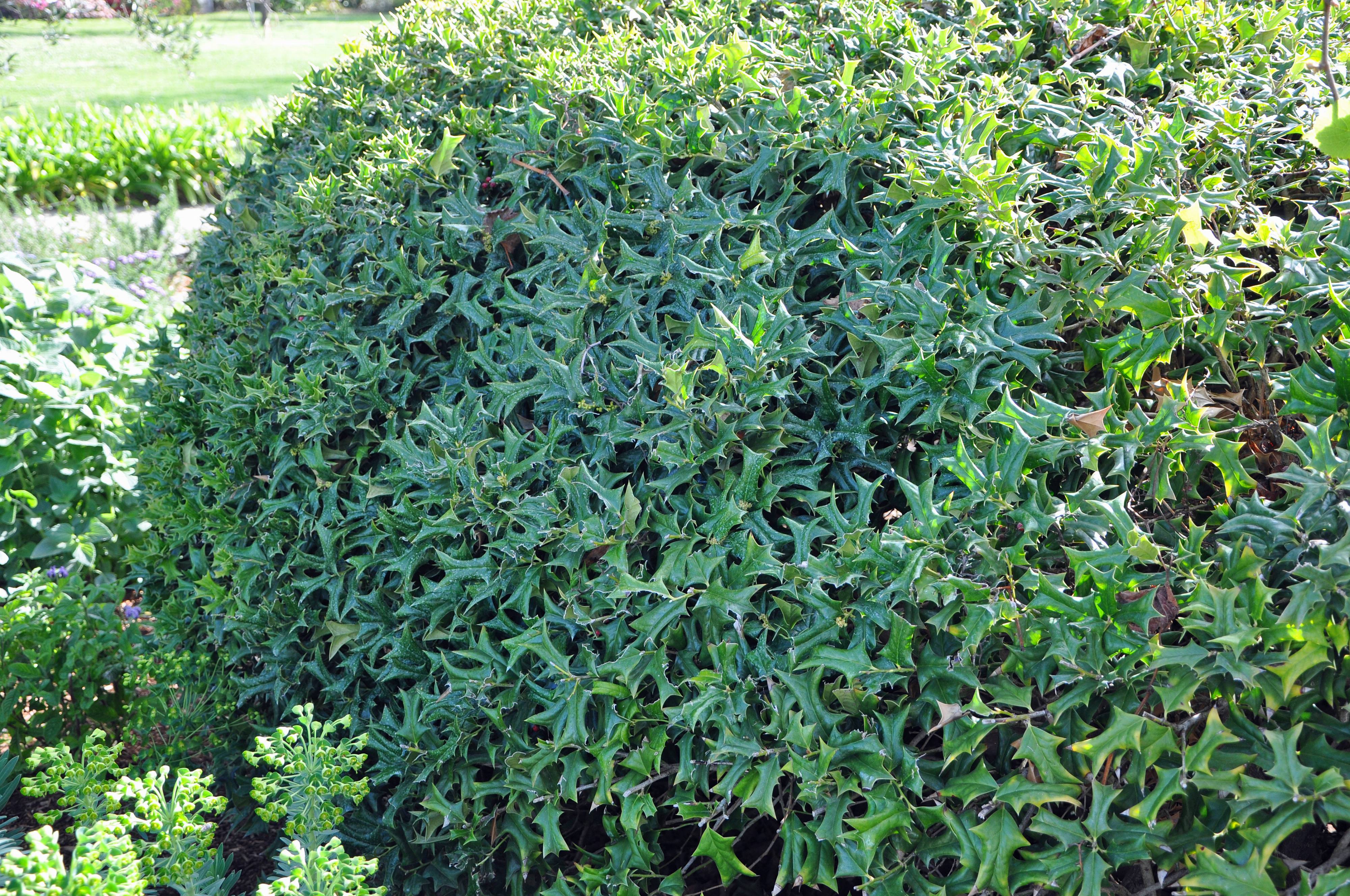 Cornuta Rotunda