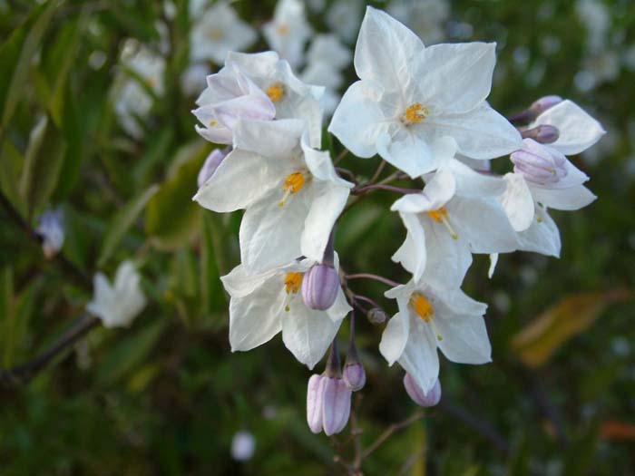 Solanum jasminoides - Potato Vine | PlantMaster