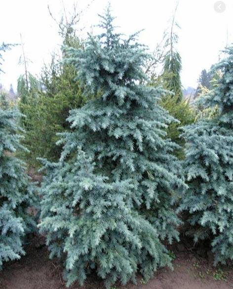 Blue Deodar Cedar Trees Cedrus Deodara 'Divinely Blue' ~ Divinely Blue