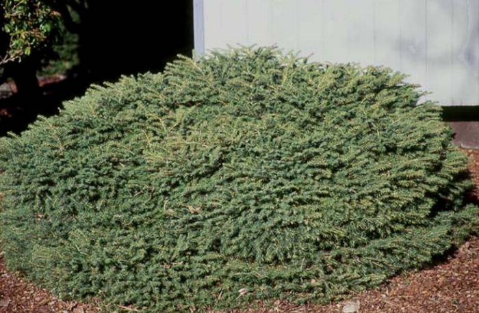 Picea abies 'Nidiformis' - Bird's Nest Spruce | PlantMaster