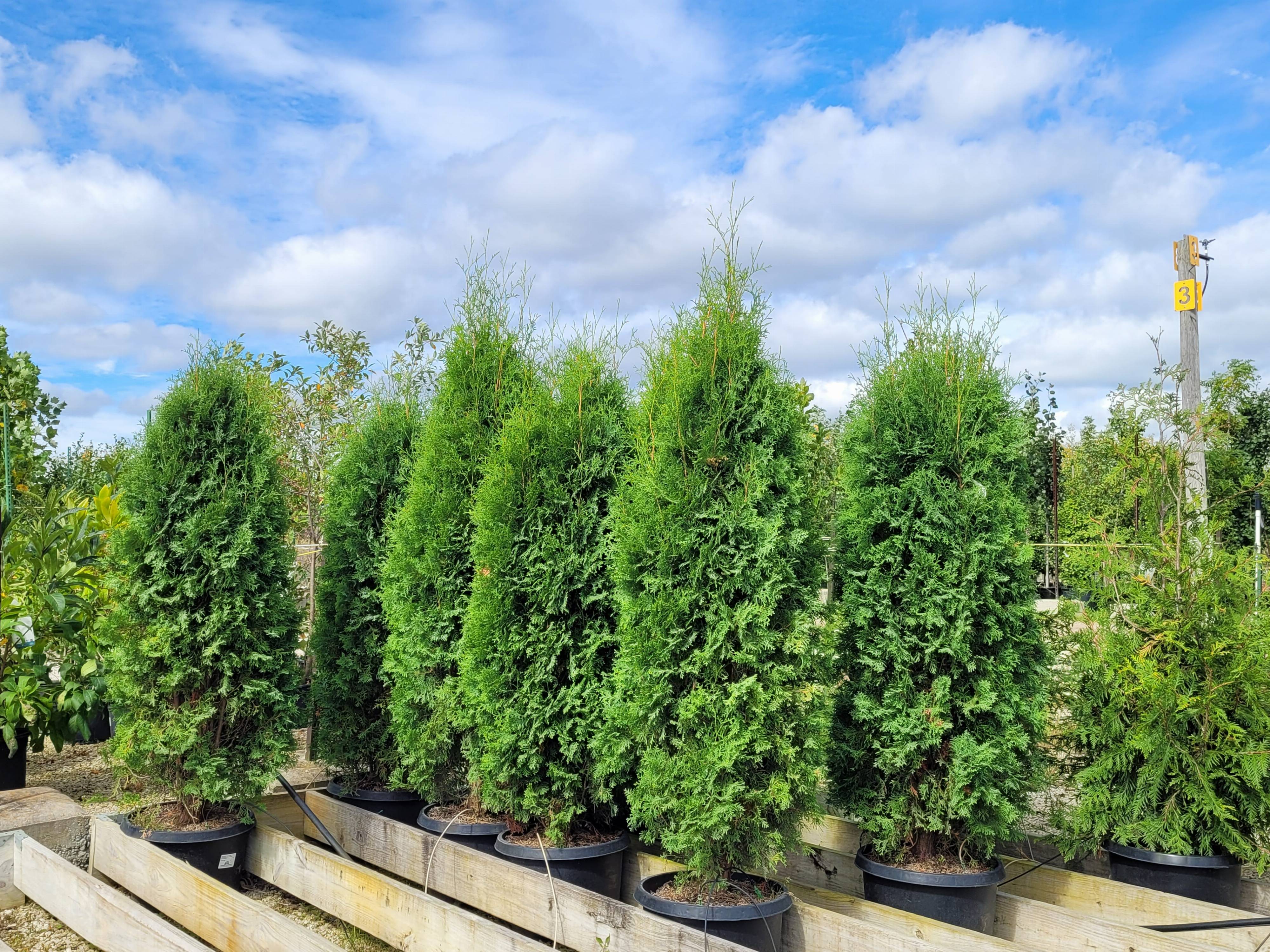 Thuja Occidentalis Pyramidalis