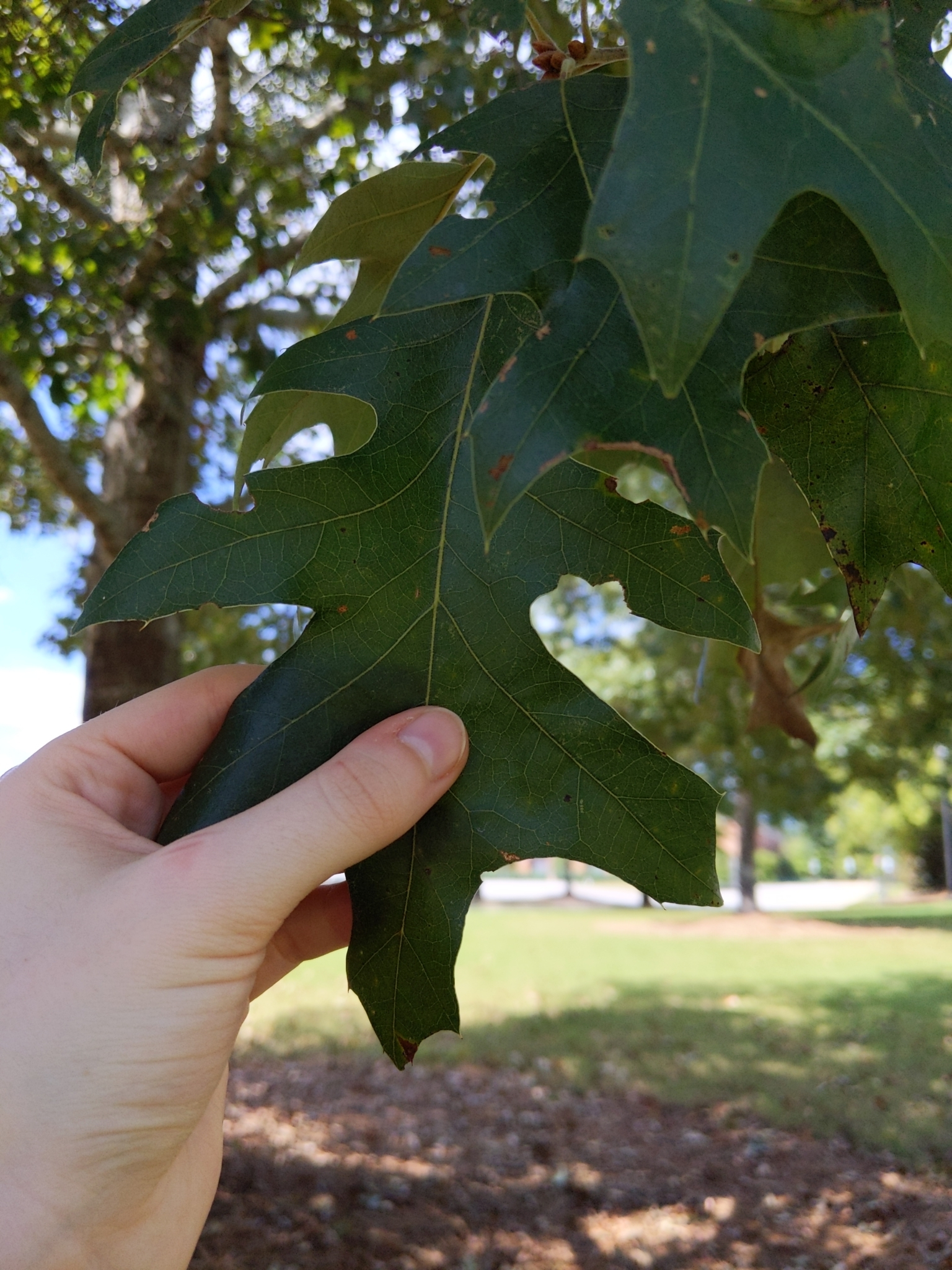 Quercus Pagoda Fall Color