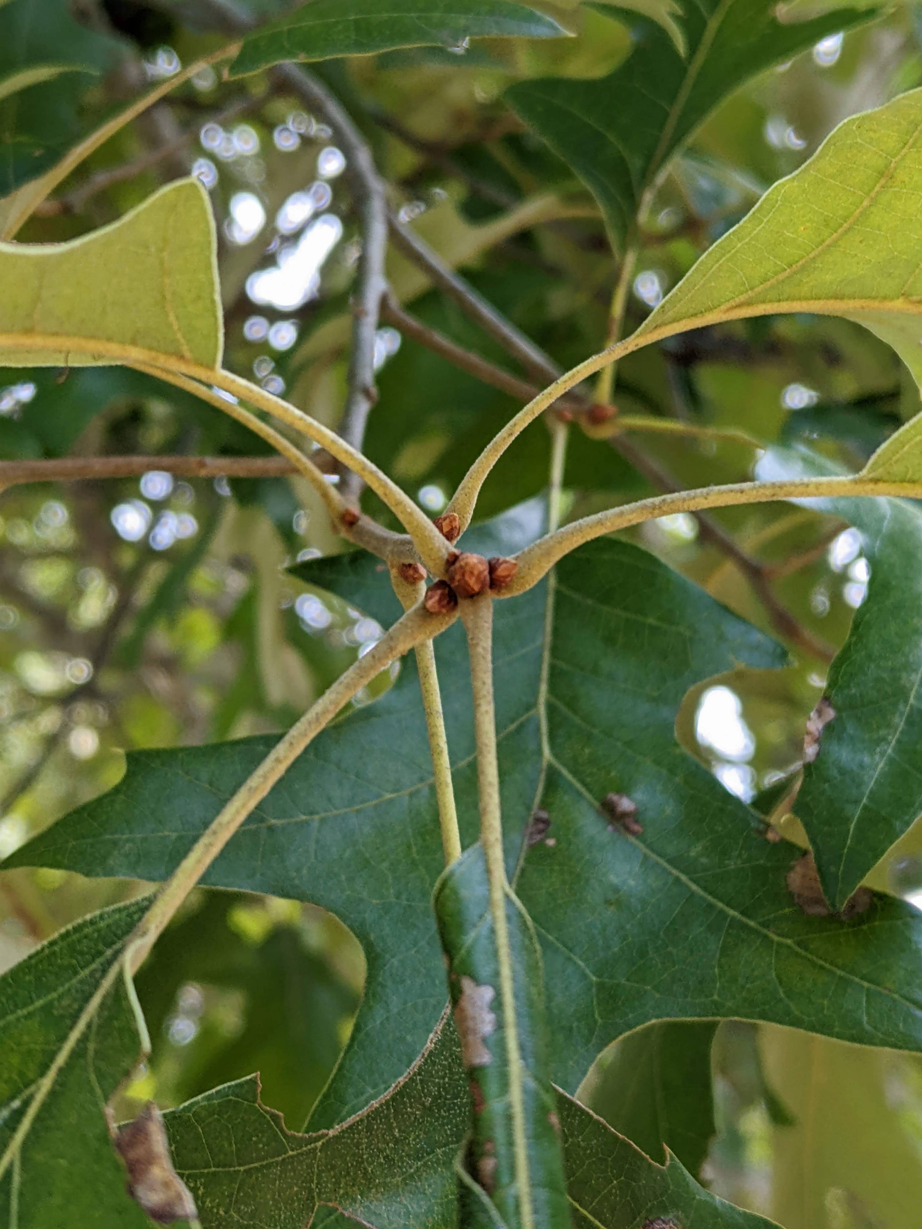 Quercus Pagoda Fall Color