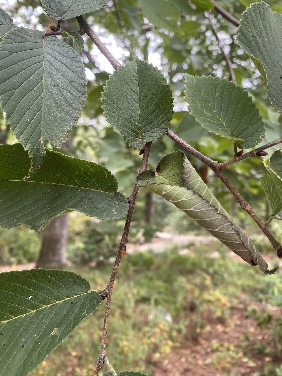 Ulmus Rubra Tree