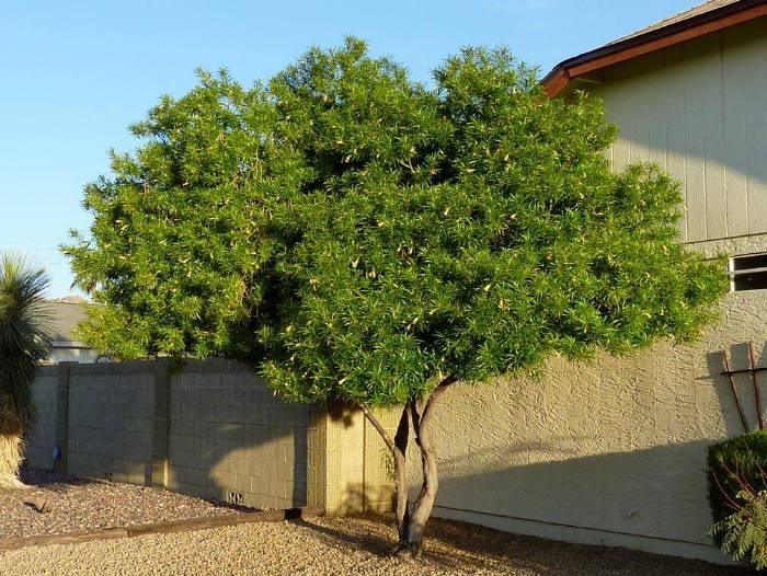 Cascabela Thevetia - Thevetia | PlantMaster