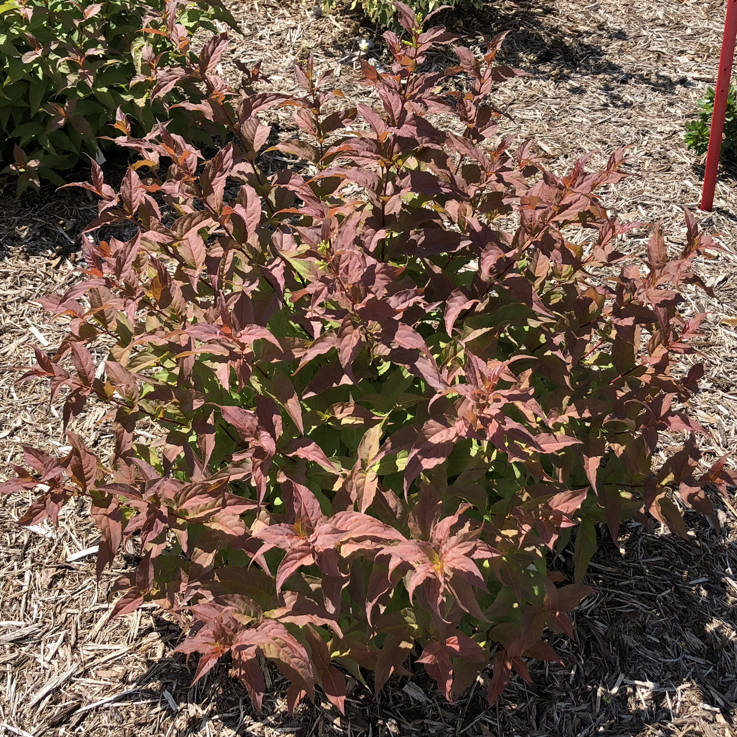 Diervilla 'Kodiak Red' - Kodiak Red Diervilla | PlantMaster