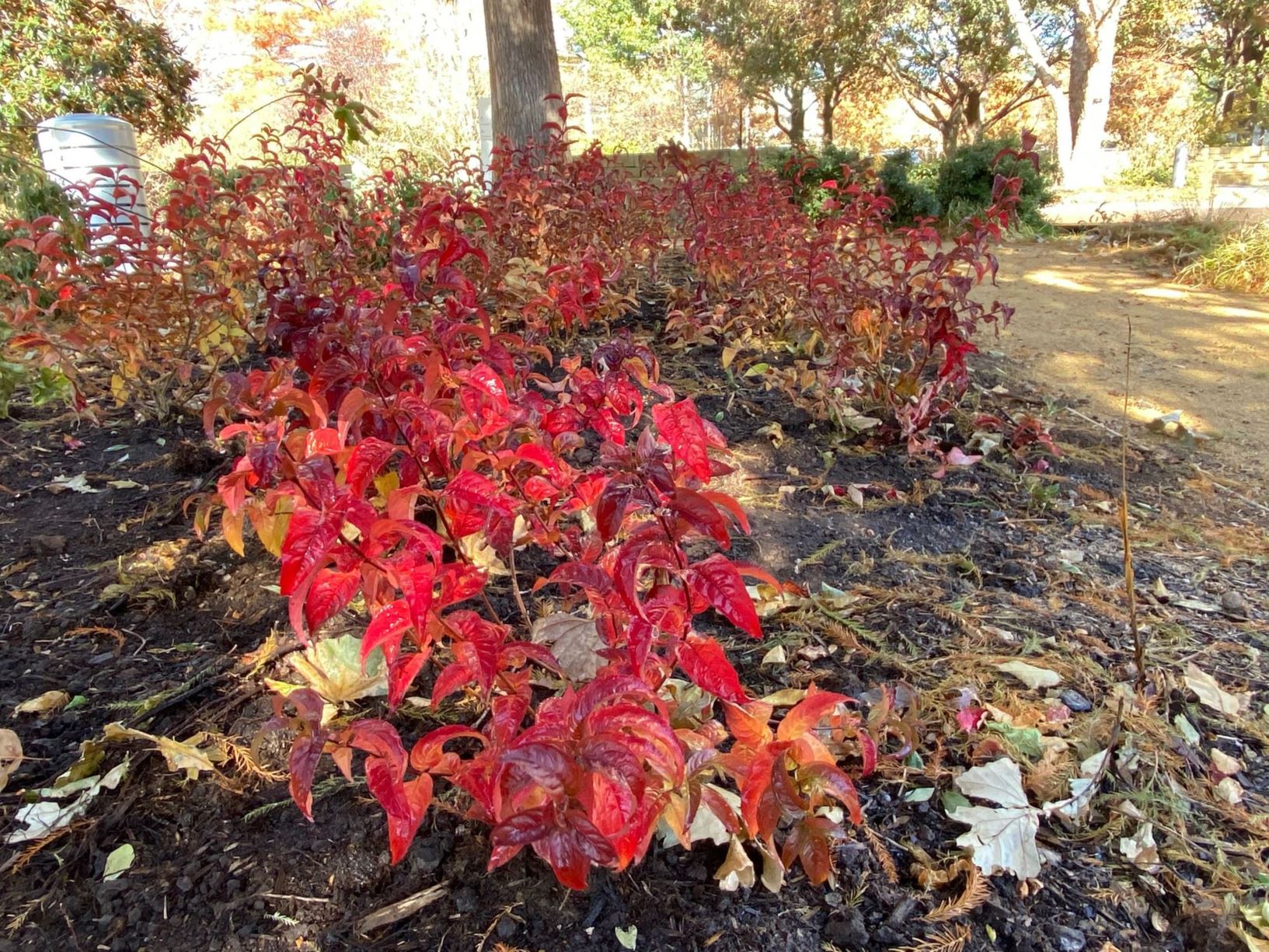 Diervilla 'Kodiak Red' - Kodiak Red Diervilla | PlantMaster