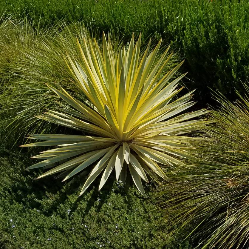 Yucca Recurvifolia Bright Star Hardy Yucca Plants Tips On Growing