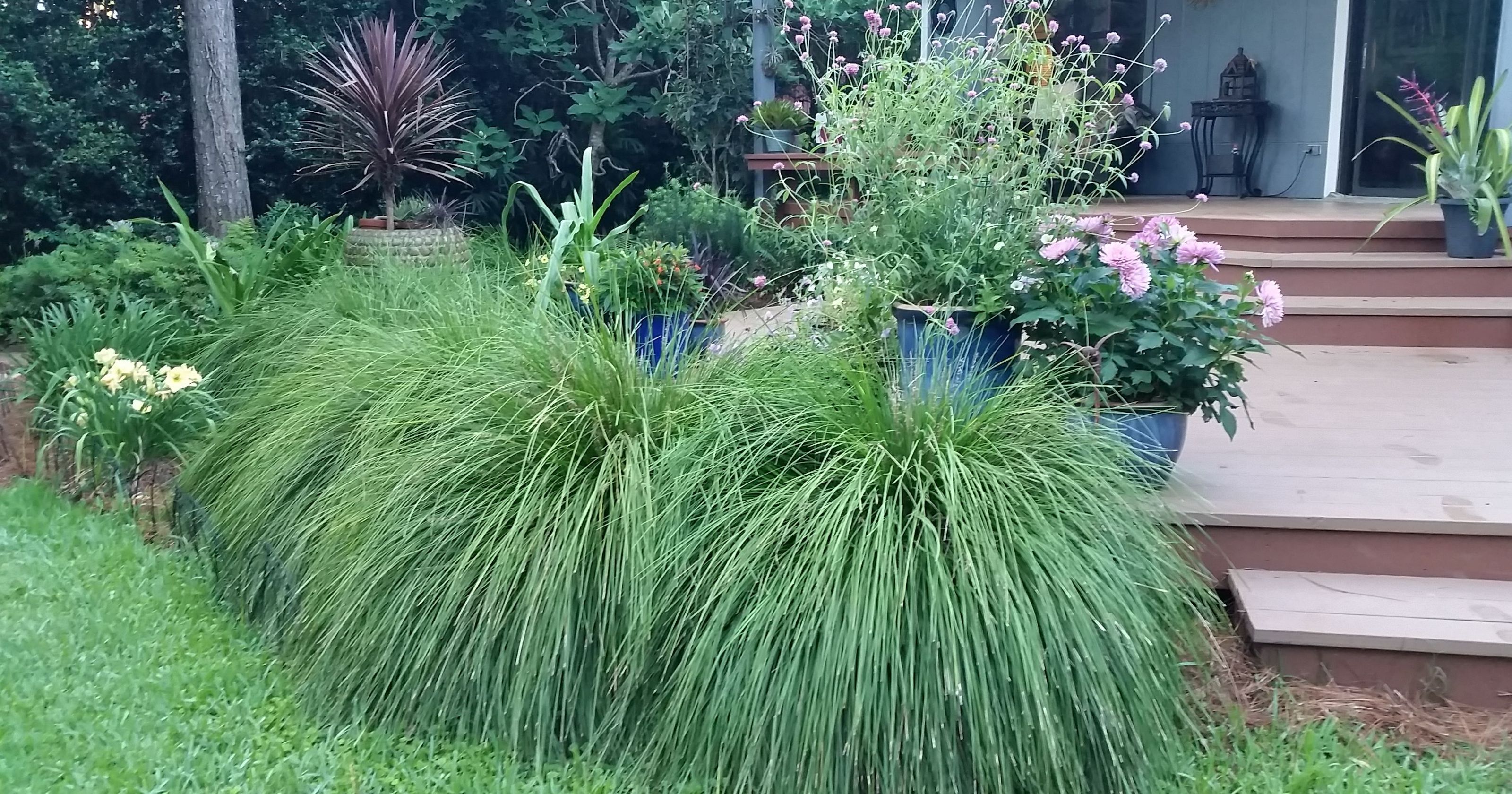 Lomandra 'Breeze' - Dwarf Mat Rush | PlantMaster