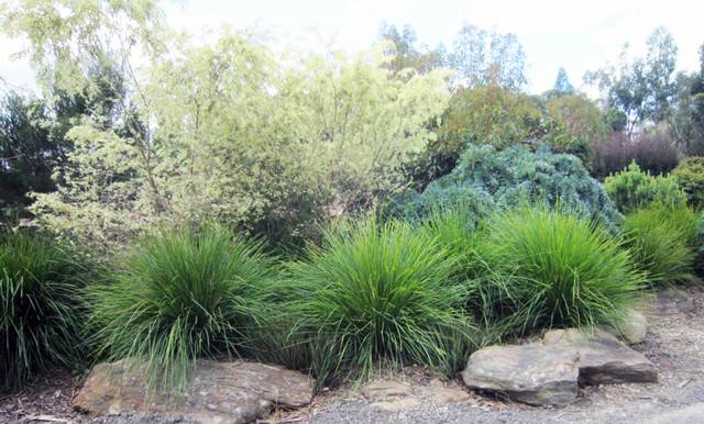 Lomandra 'Breeze' - Dwarf Mat Rush | PlantMaster