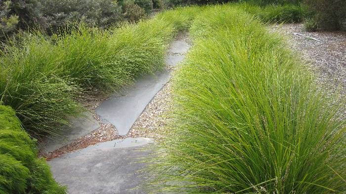Lomandra 'Breeze' - Dwarf Mat Rush | PlantMaster