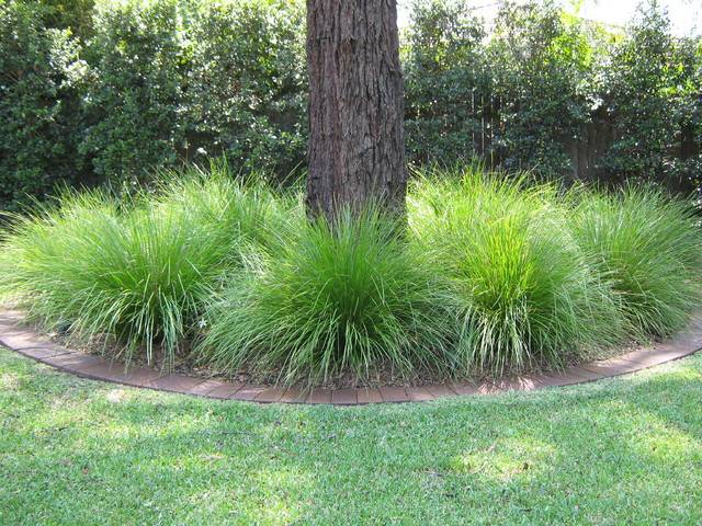 Lomandra 'Breeze' - Dwarf Mat Rush | PlantMaster