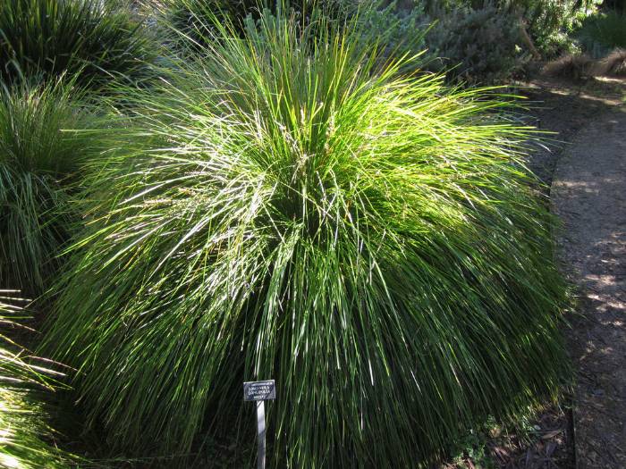 Lomandra 'Breeze' - Dwarf Mat Rush | PlantMaster